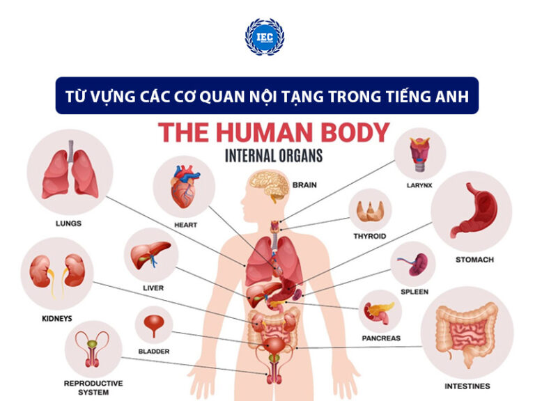 Tổng Hợp 100+ Từ Vựng Các Bộ Phận Cơ Thể Tiếng Anh: Cách Sử Dụng Và Mẹo Học